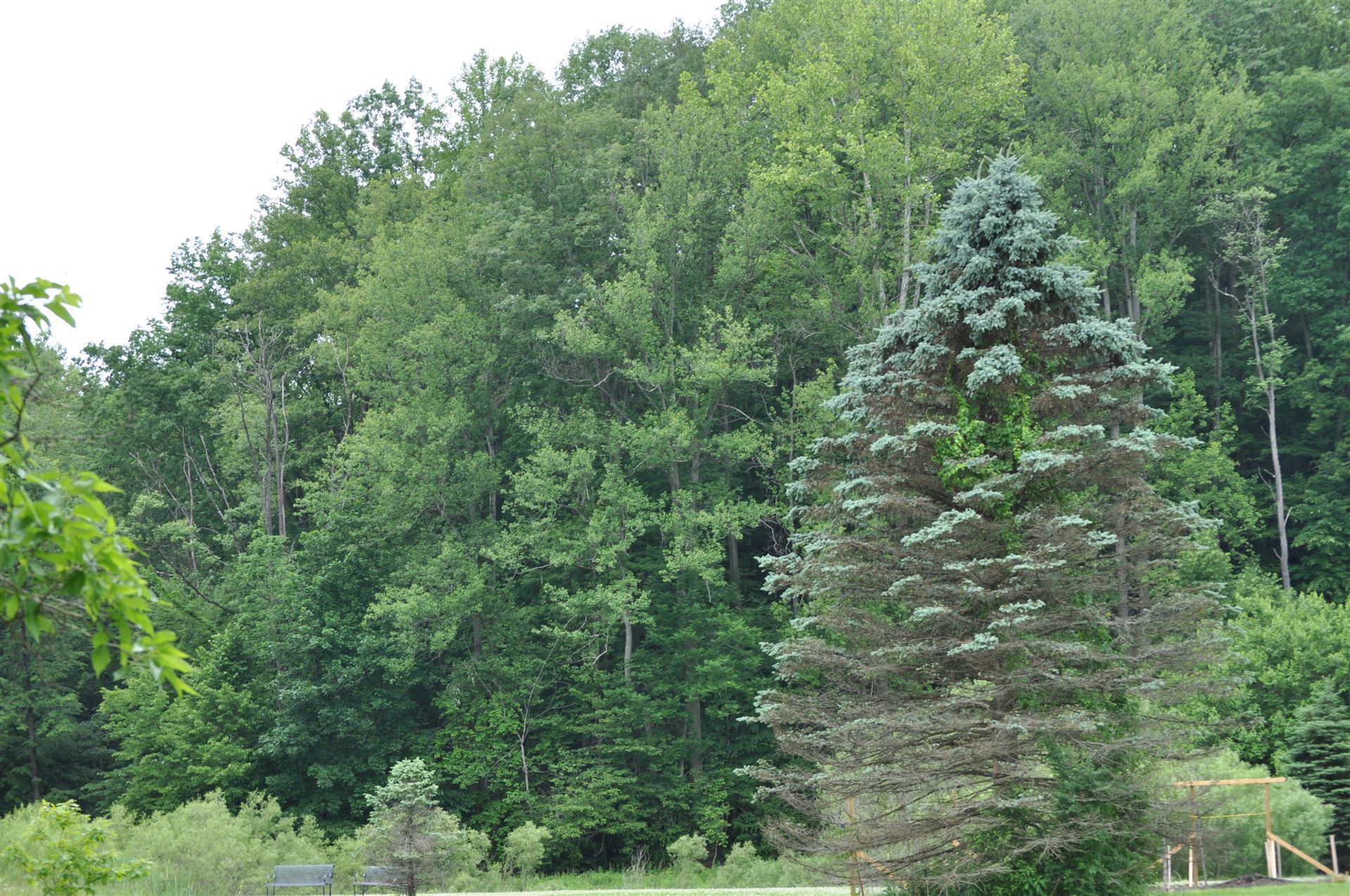 Locations Hub - Chagrin Falls - Forest Ridge Village Park