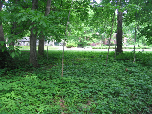 Locations Hub - Shaker Heights - Southerly Park